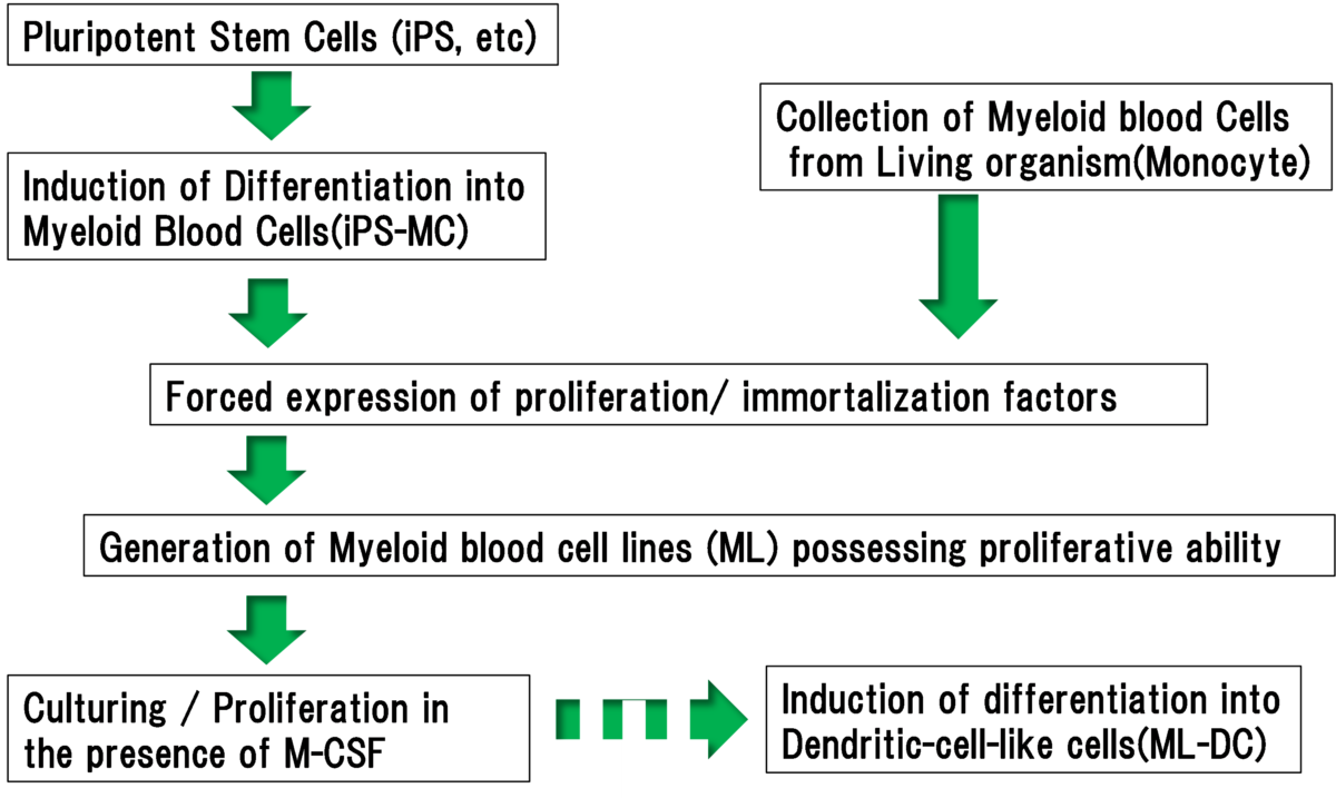 Myeloid Cell Line with proliferation ability from human iPSCs or ...