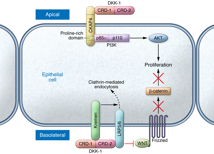 CKAP4-targeted Cancer Therapy – Bionauts