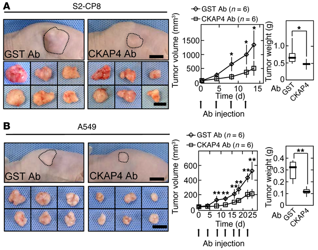 CKAP4-targeted Cancer Therapy – Bionauts