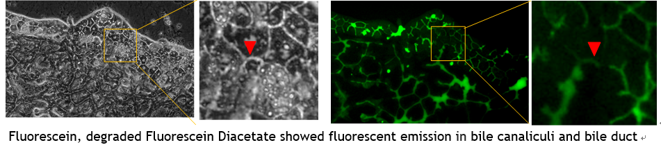 Liver organoid model for pharmacoinetic assay