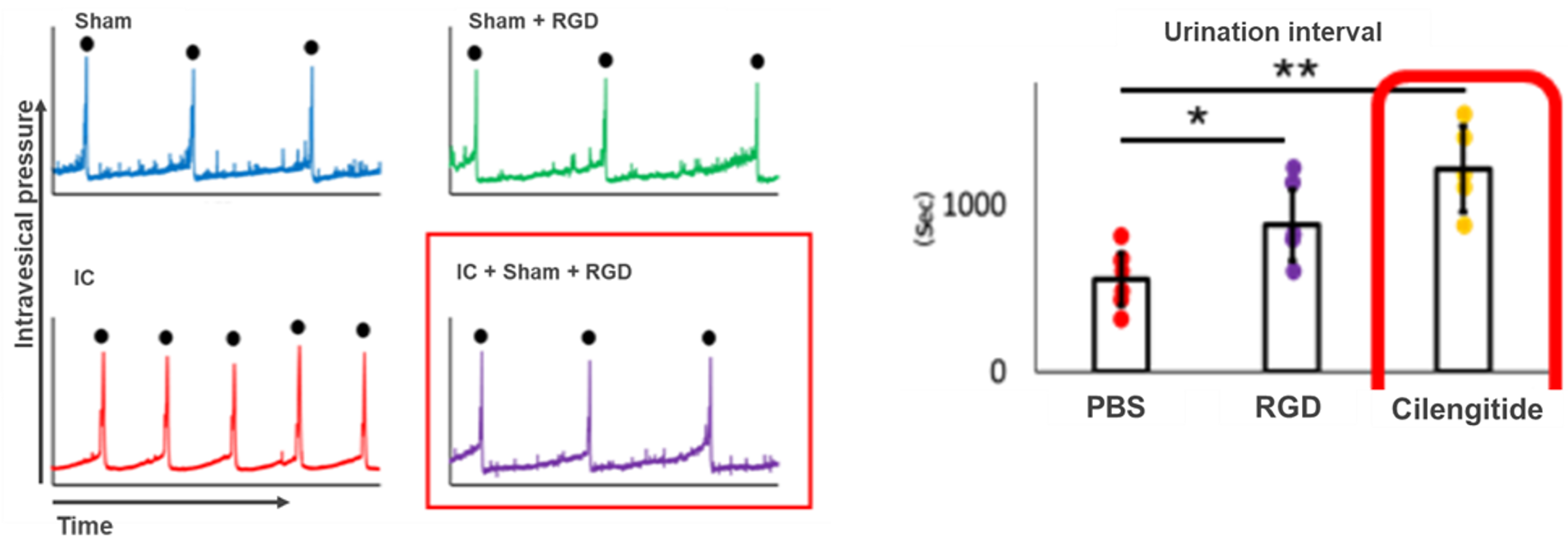 Treatment of interstitial cystitis with integrin inhibitors - Bionauts